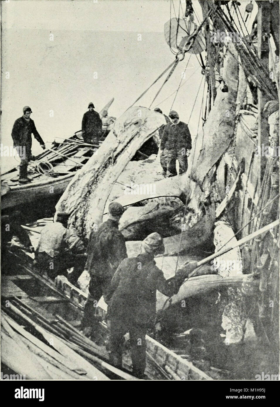 A Voyage to the Arctic in the Whaler Aurora (1911) recounts the journey ...