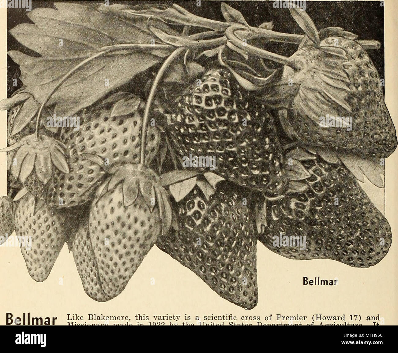 Allen's 1932 book provides a comprehensive guide to various berry ...