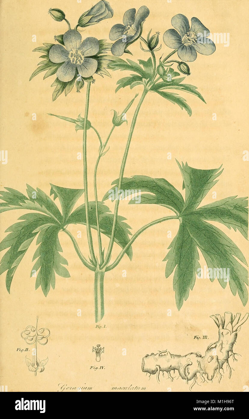 'American Medical Botany' compiles medicinal plants from the U.S ...