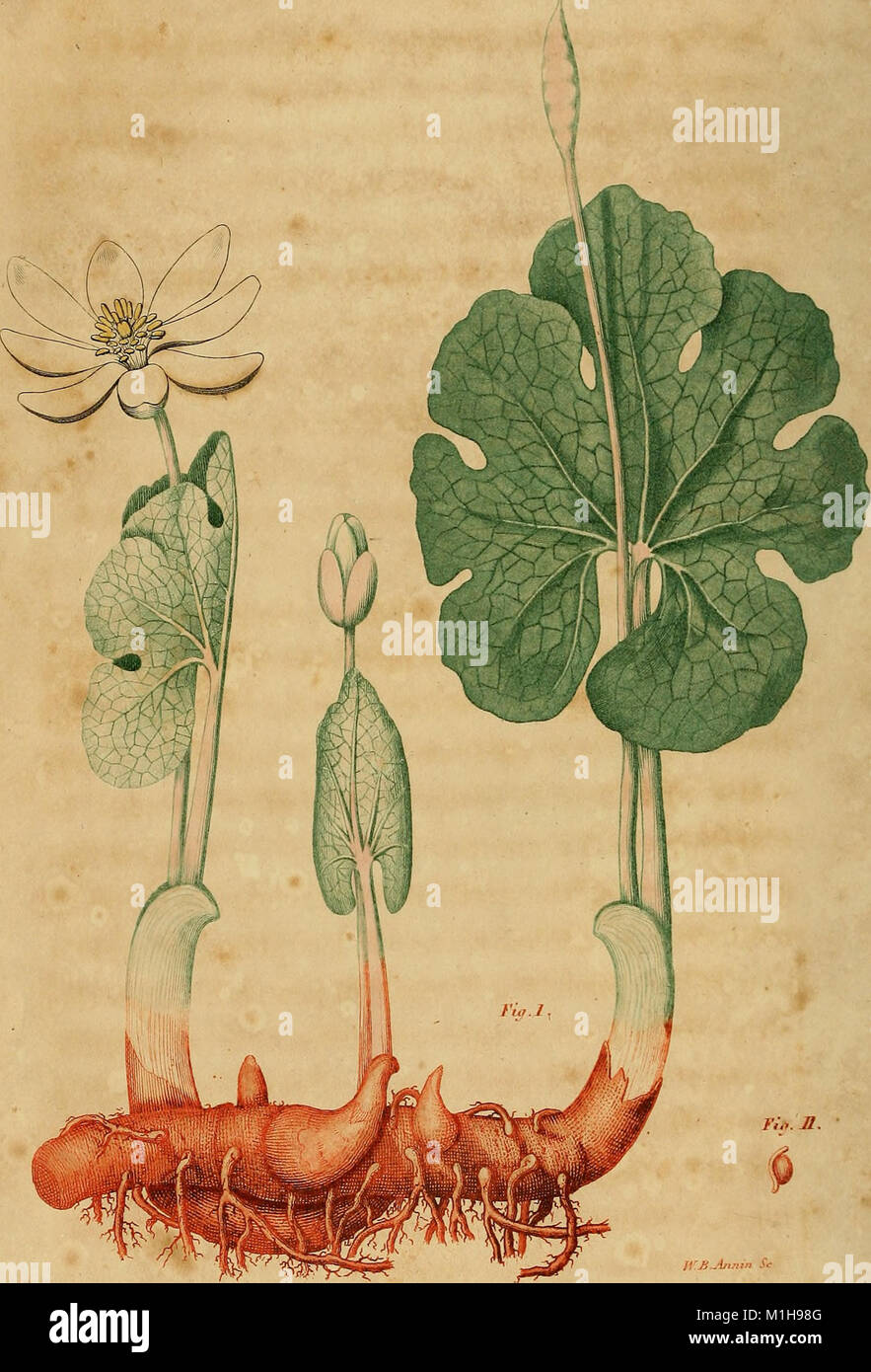 American medical botany, being a collection of the native medicinal ...
