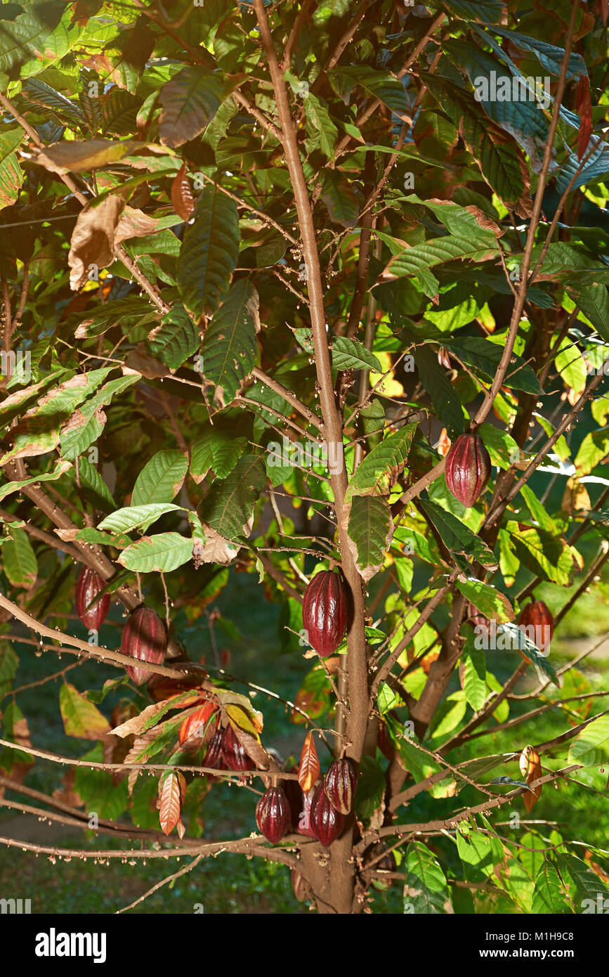 young cacao tree with red crop cocoa fruit beans Stock Photo - Alamy
