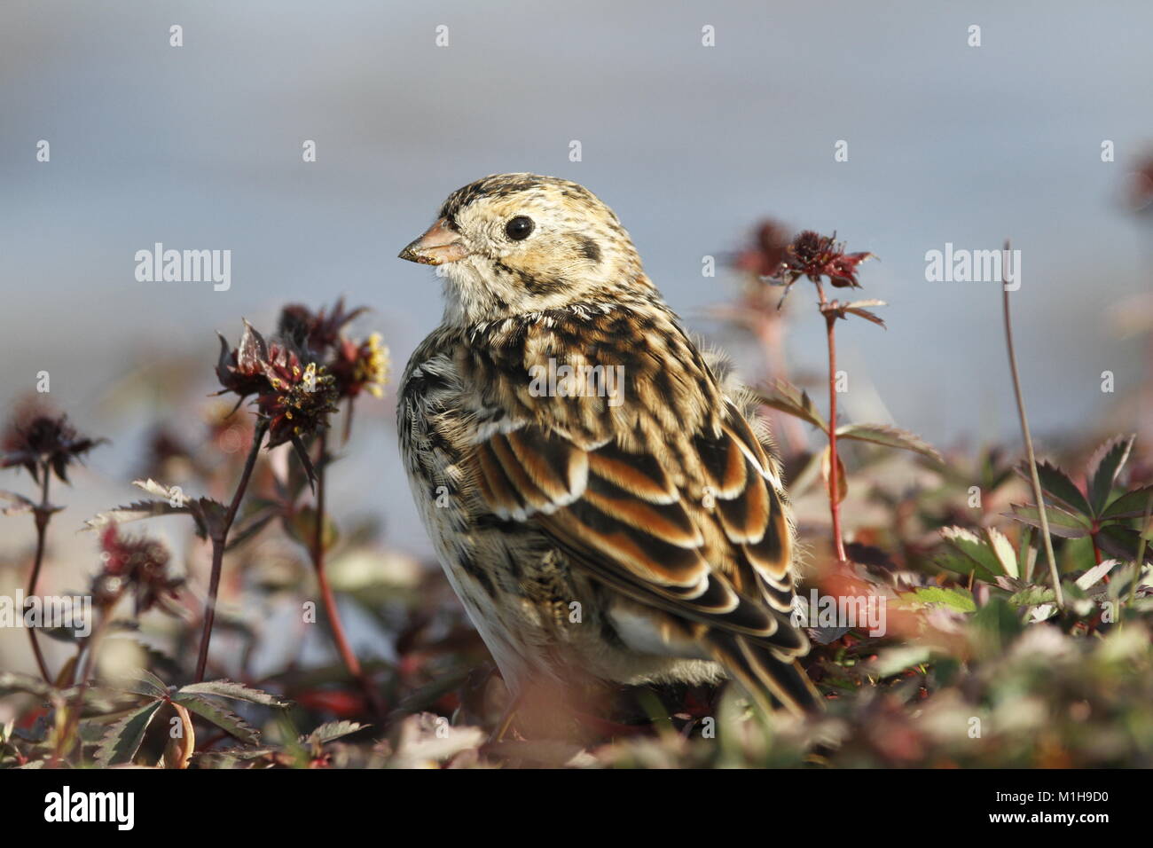 Close-up of a Lapland Longspur, Calcarius Lapponicus, on the arctic ...