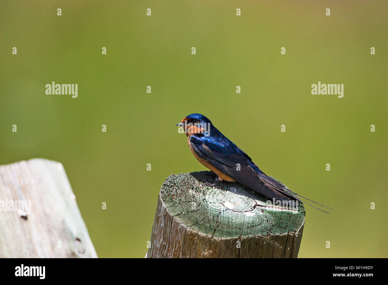 Barn swallow Hirundo rustica on fence post Lower Red Rock Lake Red ...