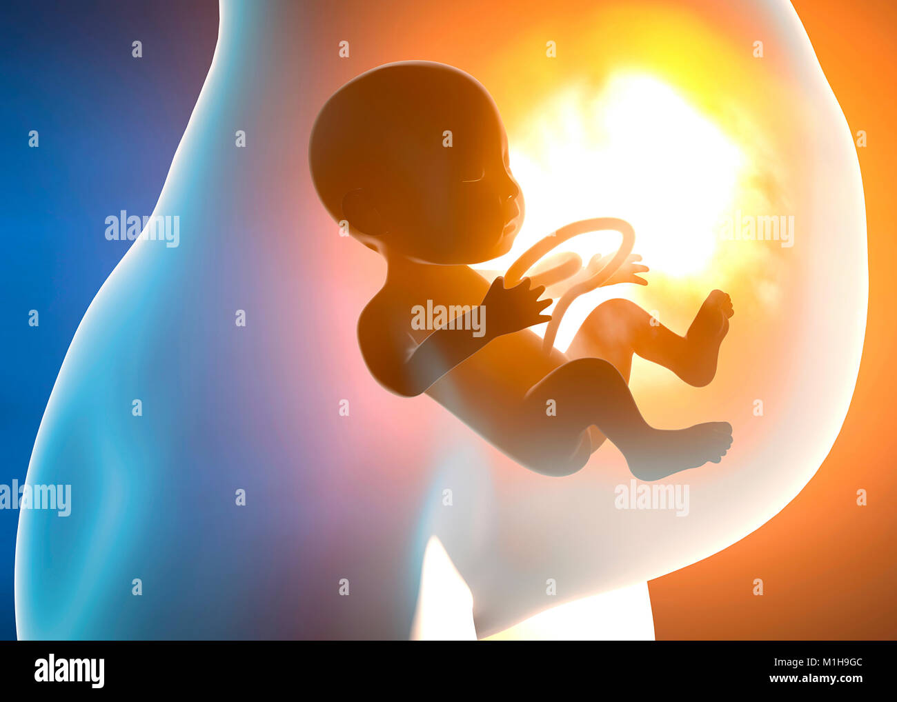 Pregnant woman and child in the womb. Belly section and fetal growth ...
