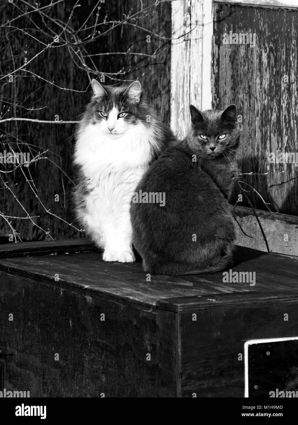 Mom with son Black and White Stock Photos & Images - Alamy