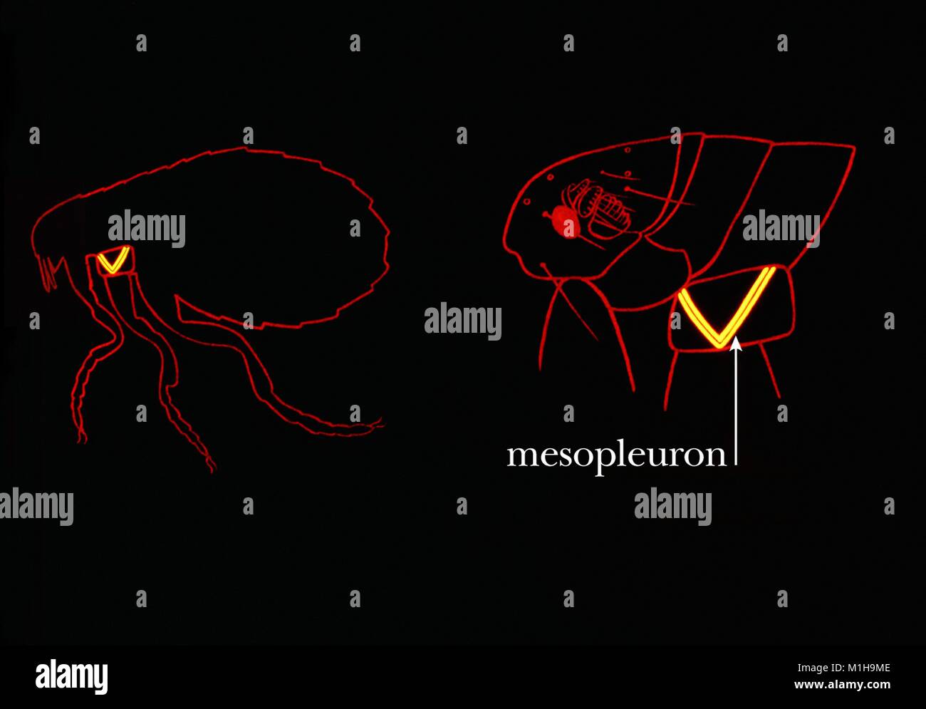 Mesopleuron rod hi-res stock photography and images - Alamy