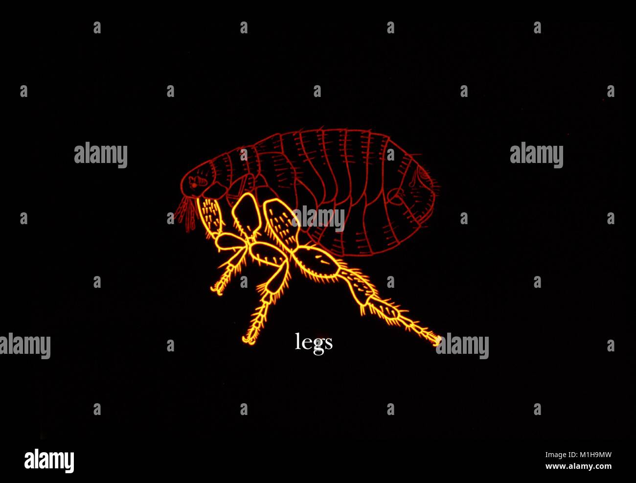 Flea jumping hi-res stock photography and images - Alamy