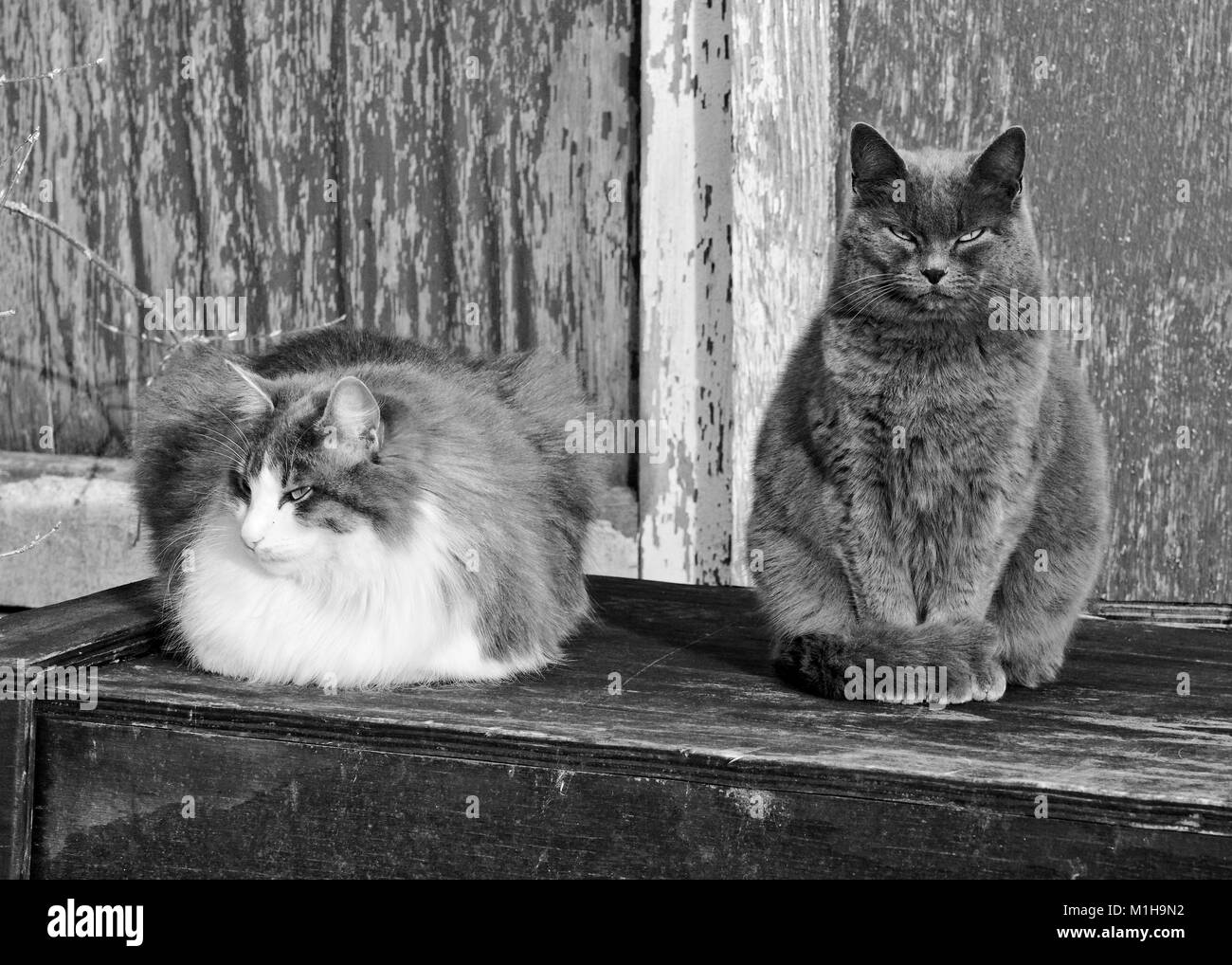 Mom with son Black and White Stock Photos & Images - Alamy