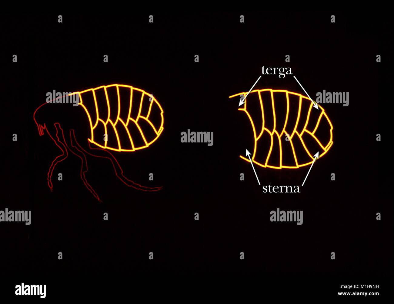 Illustration of the abdominal exoskeletal segments of a flea, used for ...