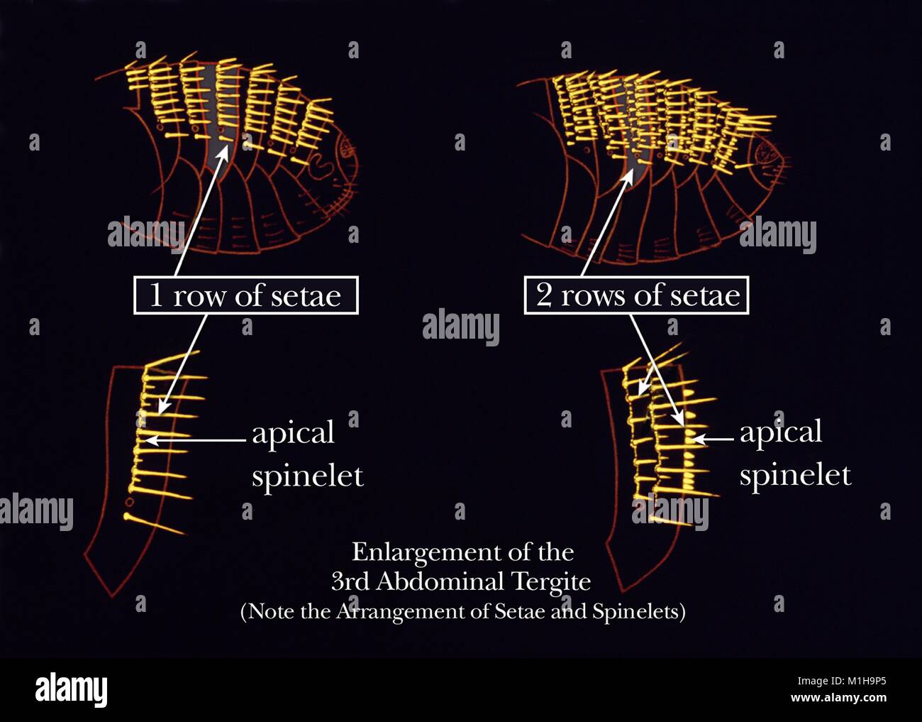 Illustration of the bristles (setae) on the flea's abdominal tergites ...