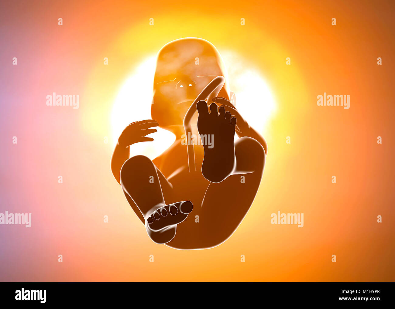 Pregnant woman and child in the womb. Belly section and fetal growth ...