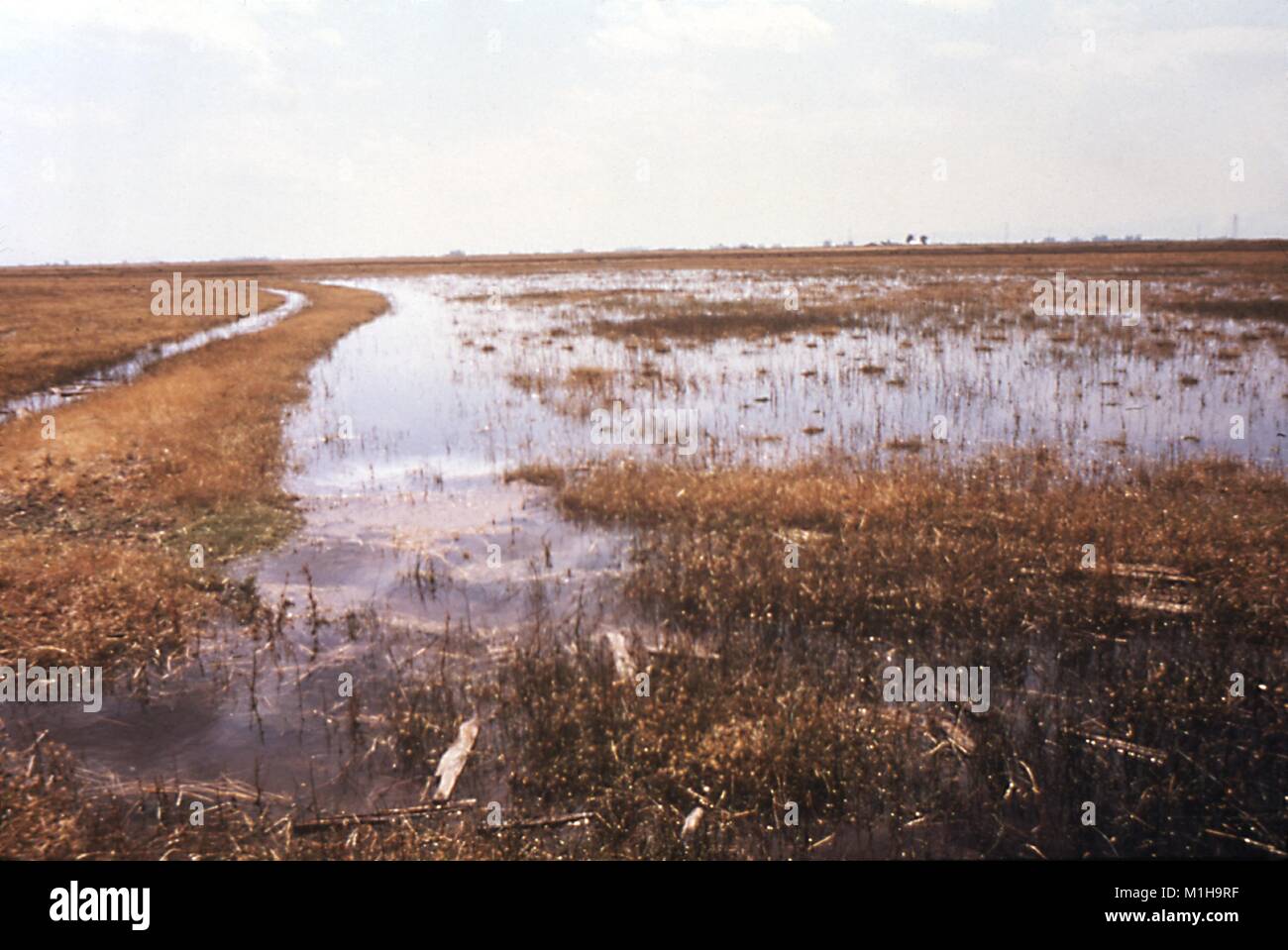 Vector breeding hi-res stock photography and images - Alamy