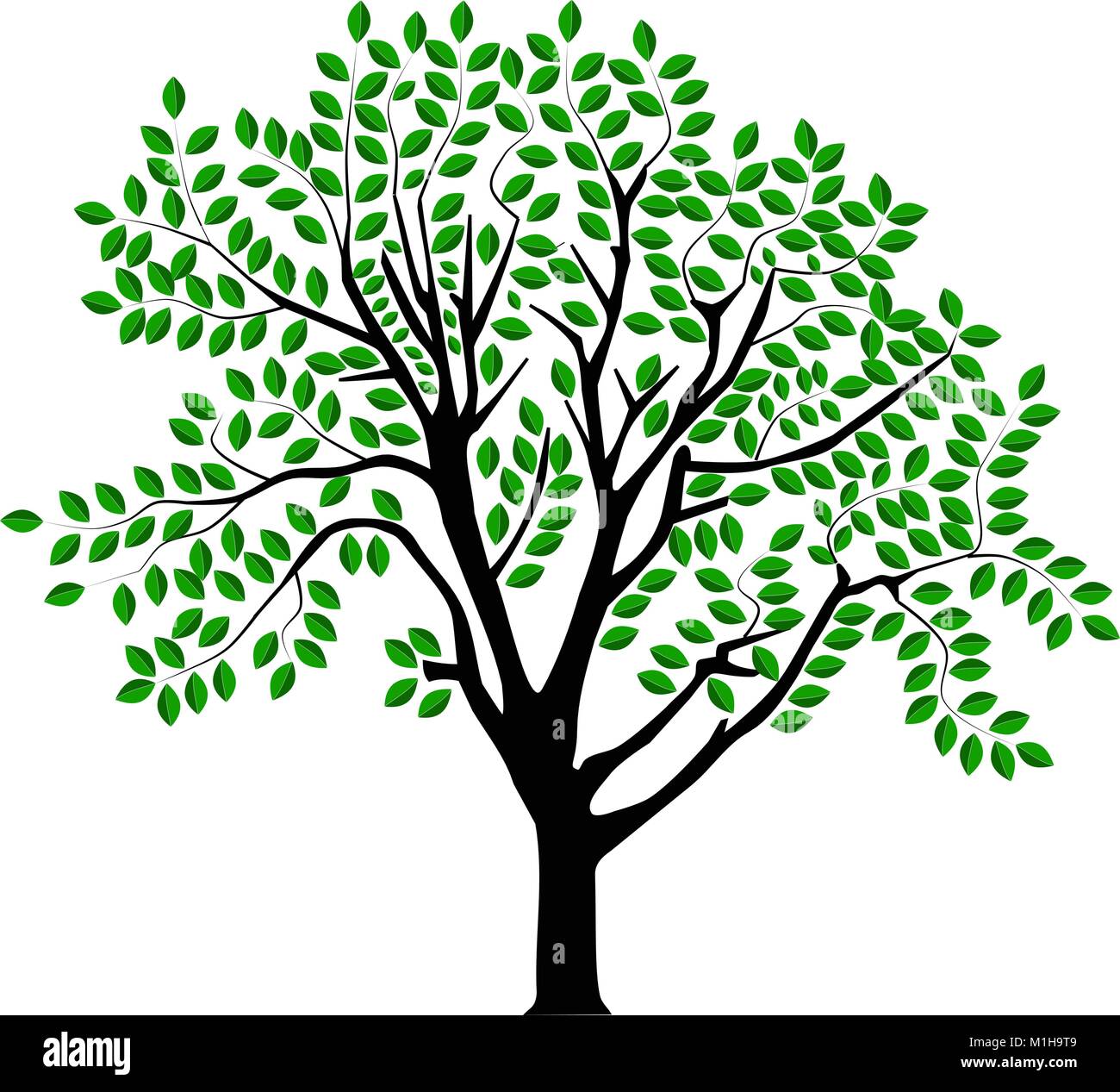 vector image of a tree in summer Stock Vector Image & Art - Alamy