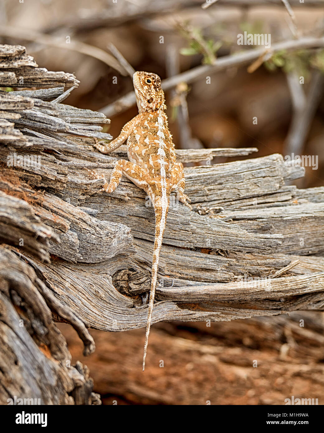 The southern rock agama is a species of lizard from the Agamidae family ...
