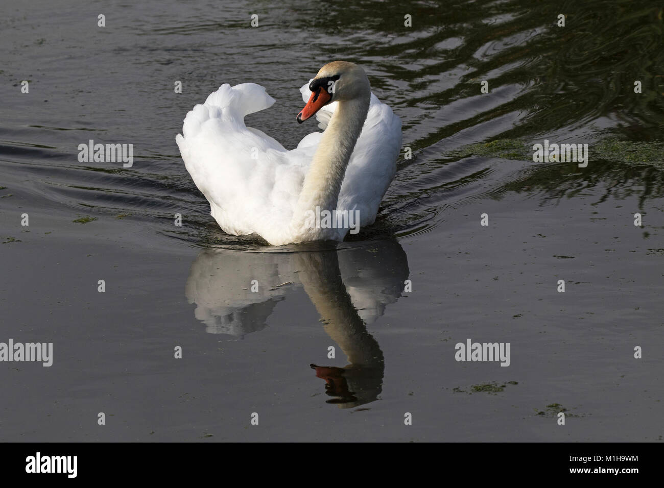 Mute swan Cygnus olor, adult on lake, Radipole Lake RSPB reserve ...