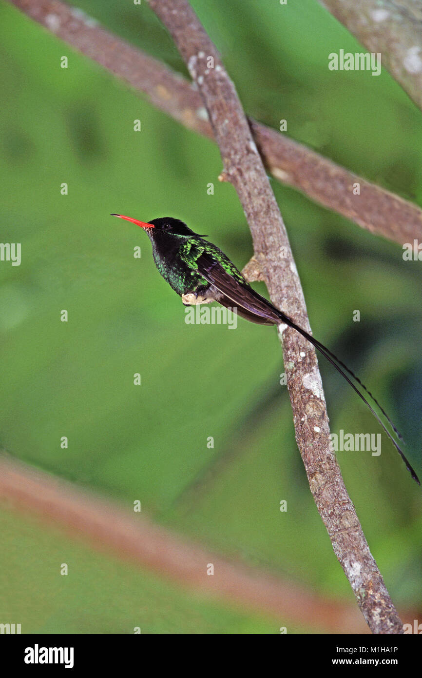 Jamaican National Bird