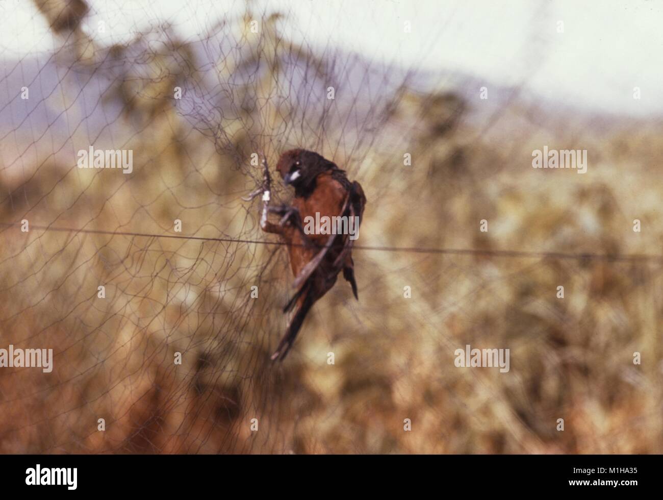 A bird with the claws entangled in the net, caught in a tall grass ...