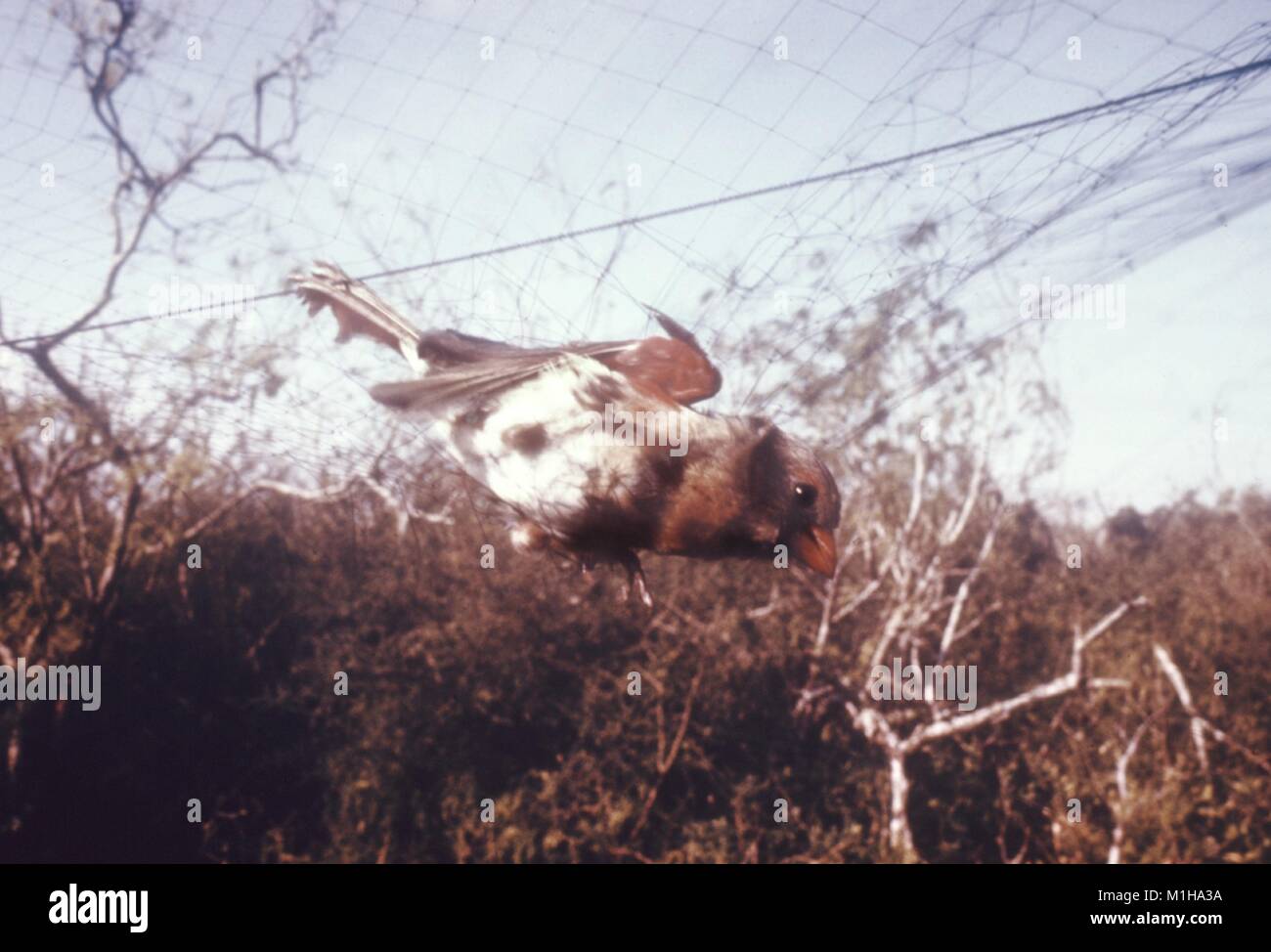 A bird, possible arbovirus carrier, captured in a fine net spread ...