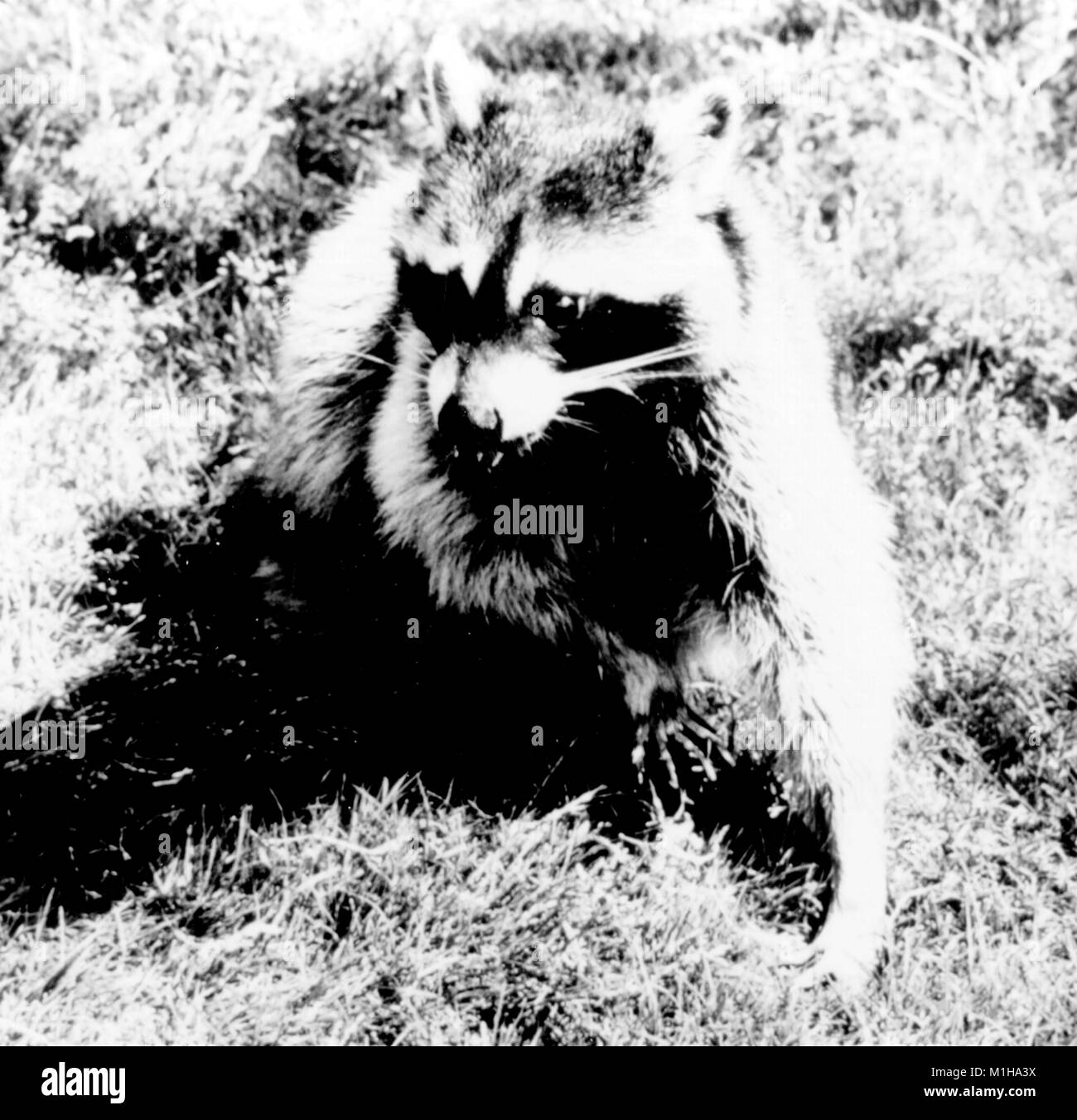 Rabies disease control hi-res stock photography and images - Alamy