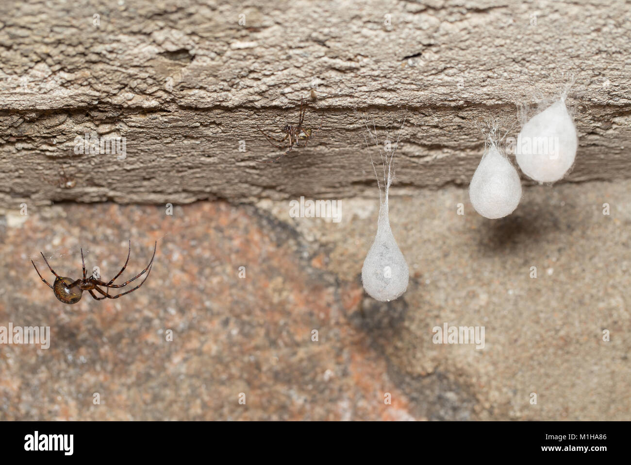 Cavespider hi-res stock photography and images - Alamy