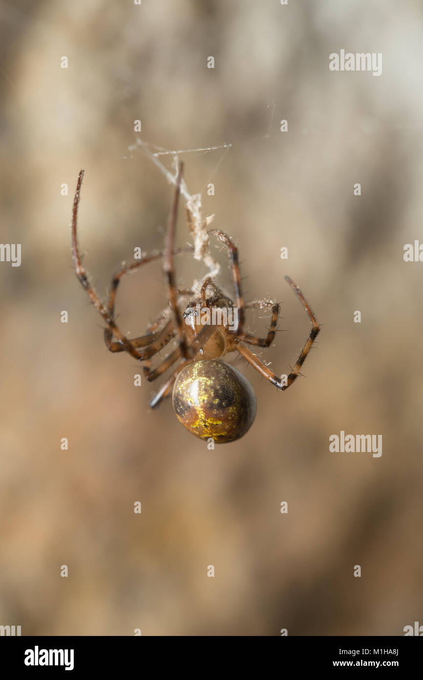 Cavespider hi-res stock photography and images - Alamy