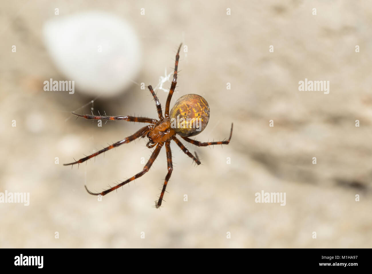European cave spider Stock Photo - Alamy