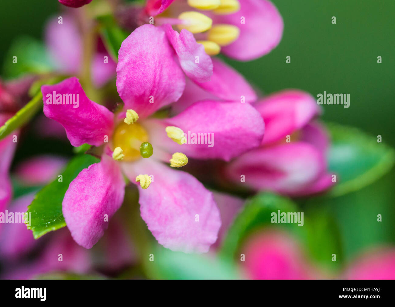 A macro shot of the pink flower of an escallonia bush Stock Photo - Alamy