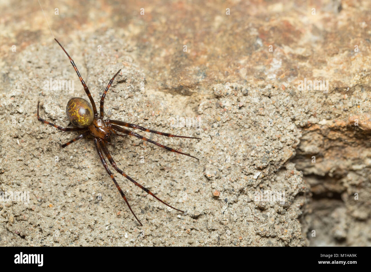 European cave spider Stock Photo - Alamy
