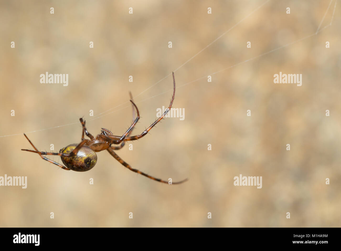Cave spider hi-res stock photography and images - Alamy