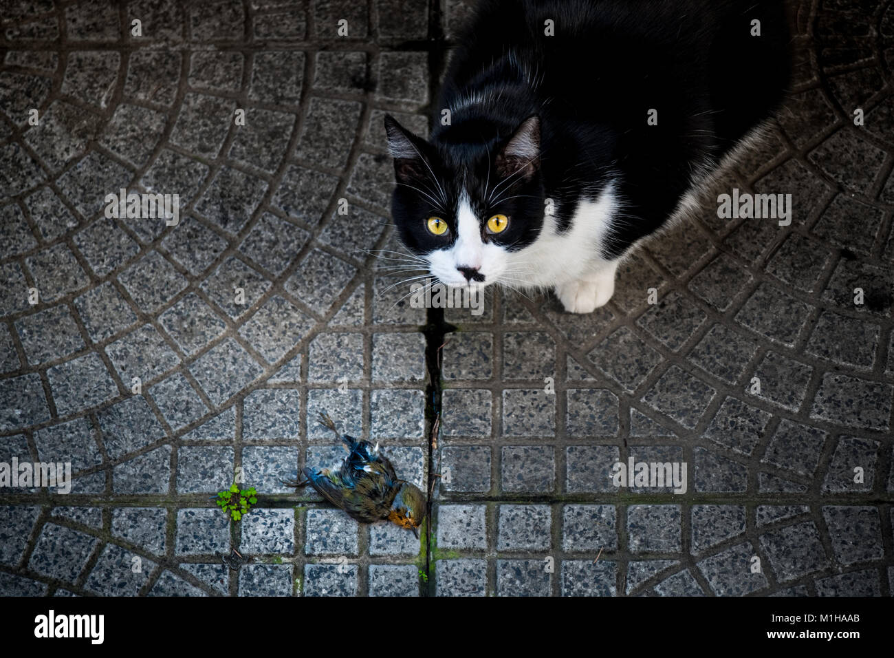 Cat hunted bird hi-res stock photography and images - Alamy