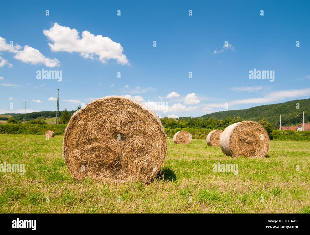 Hay rolls on the field Stock Photo - Alamy