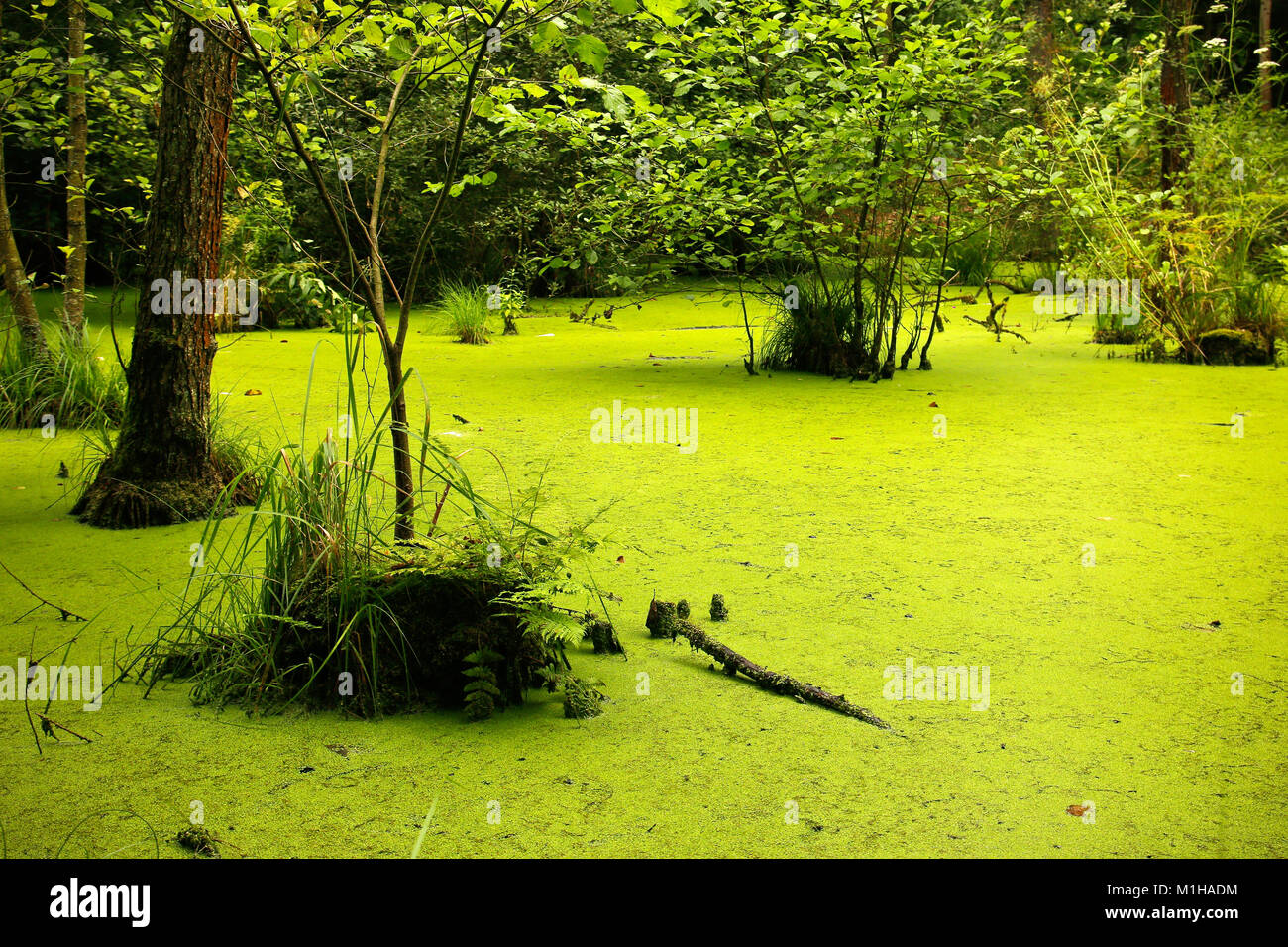 A picture from the lonely swamp deep in the forest Stock Photo - Alamy