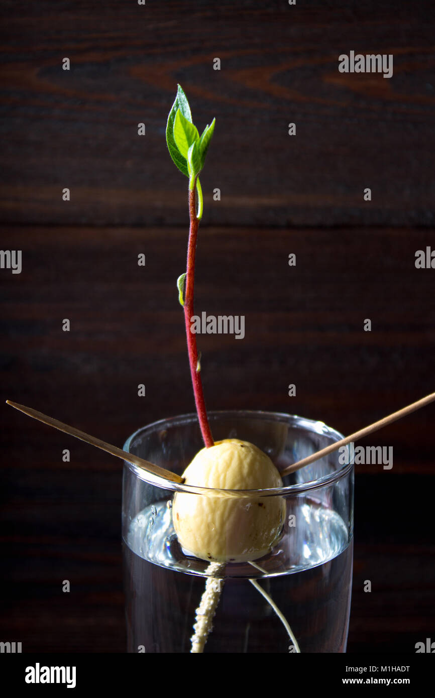The avocado sprout grows from the seed in a glass of water. A living ...