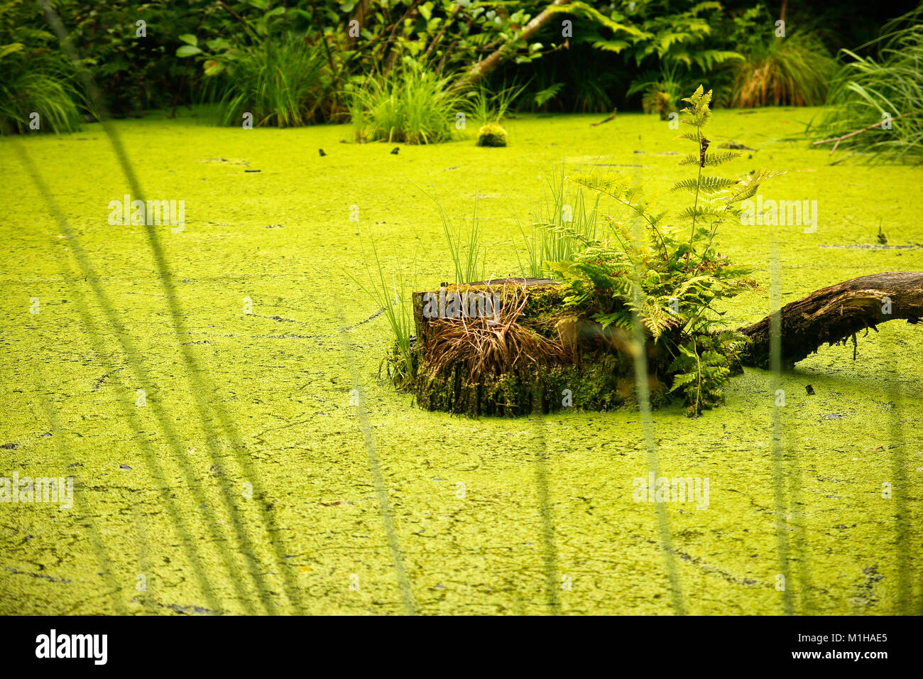 A picture from the lonely swamp deep in the forest Stock Photo - Alamy