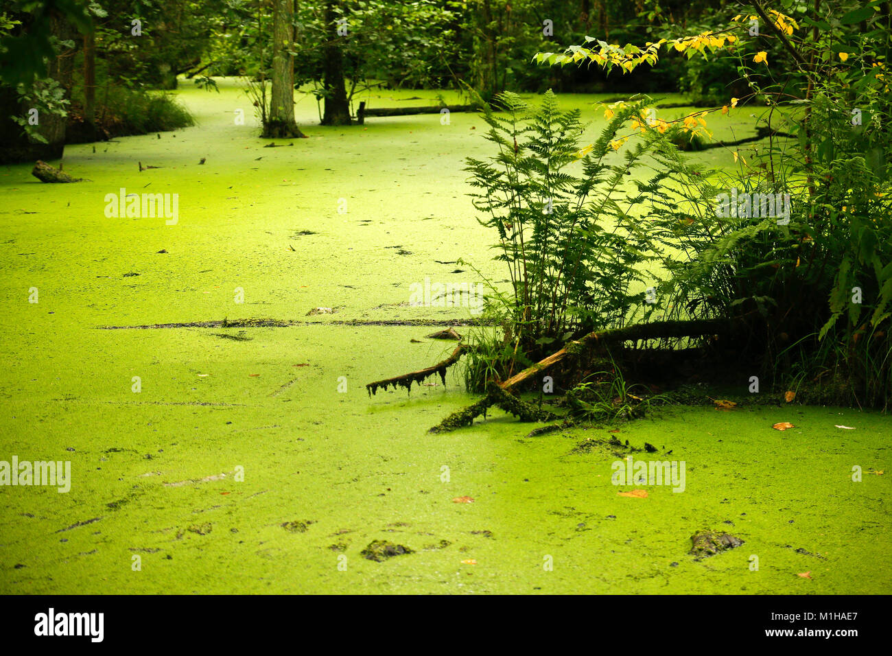 A picture from the lonely swamp deep in the forest Stock Photo - Alamy