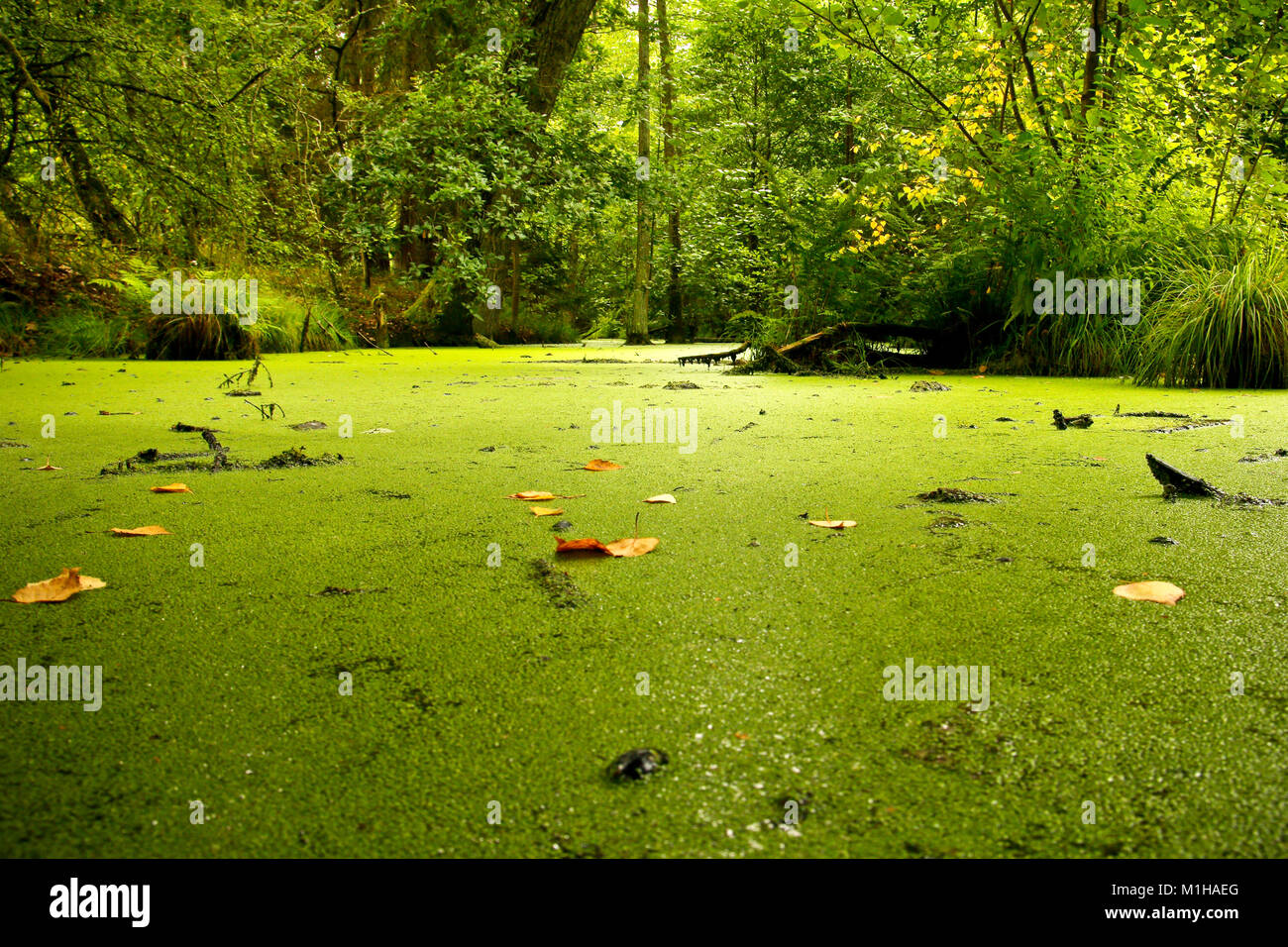 A picture from the lonely swamp deep in the forest Stock Photo - Alamy