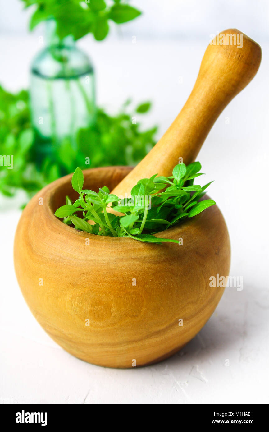 Green lemon basil in a wooden mortar on a light background. Behind the ...