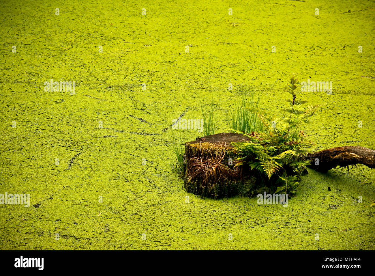A picture from the lonely swamp deep in the forest Stock Photo - Alamy