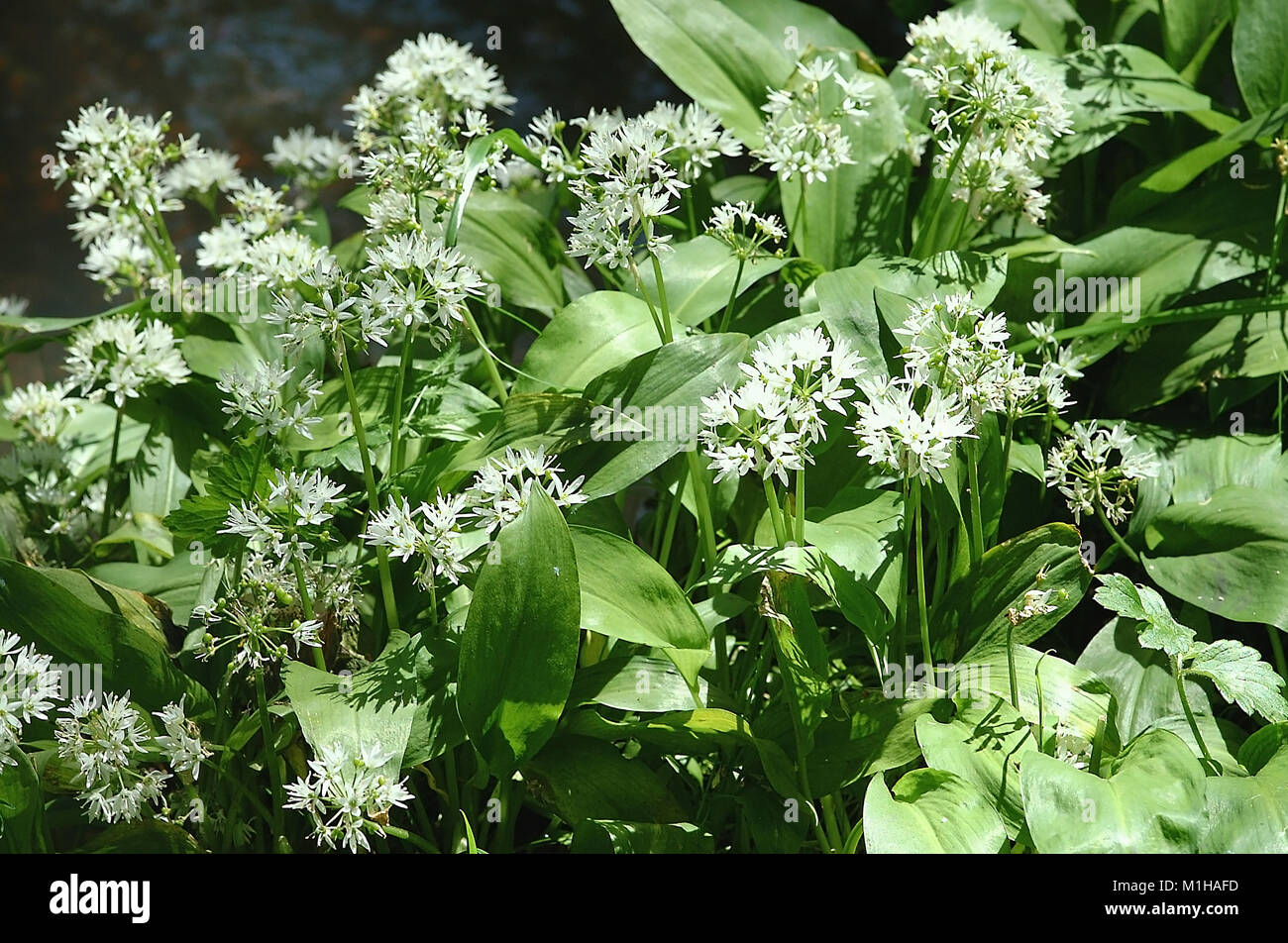 Wild Garlic flowers (Allium ursinum Stock Photo - Alamy