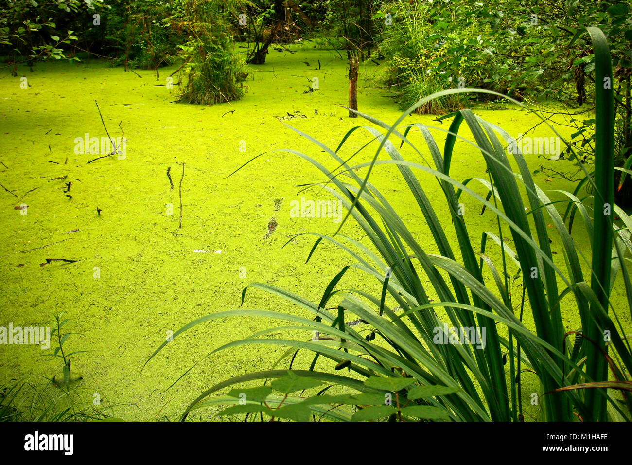 A picture from the lonely swamp deep in the forest Stock Photo - Alamy