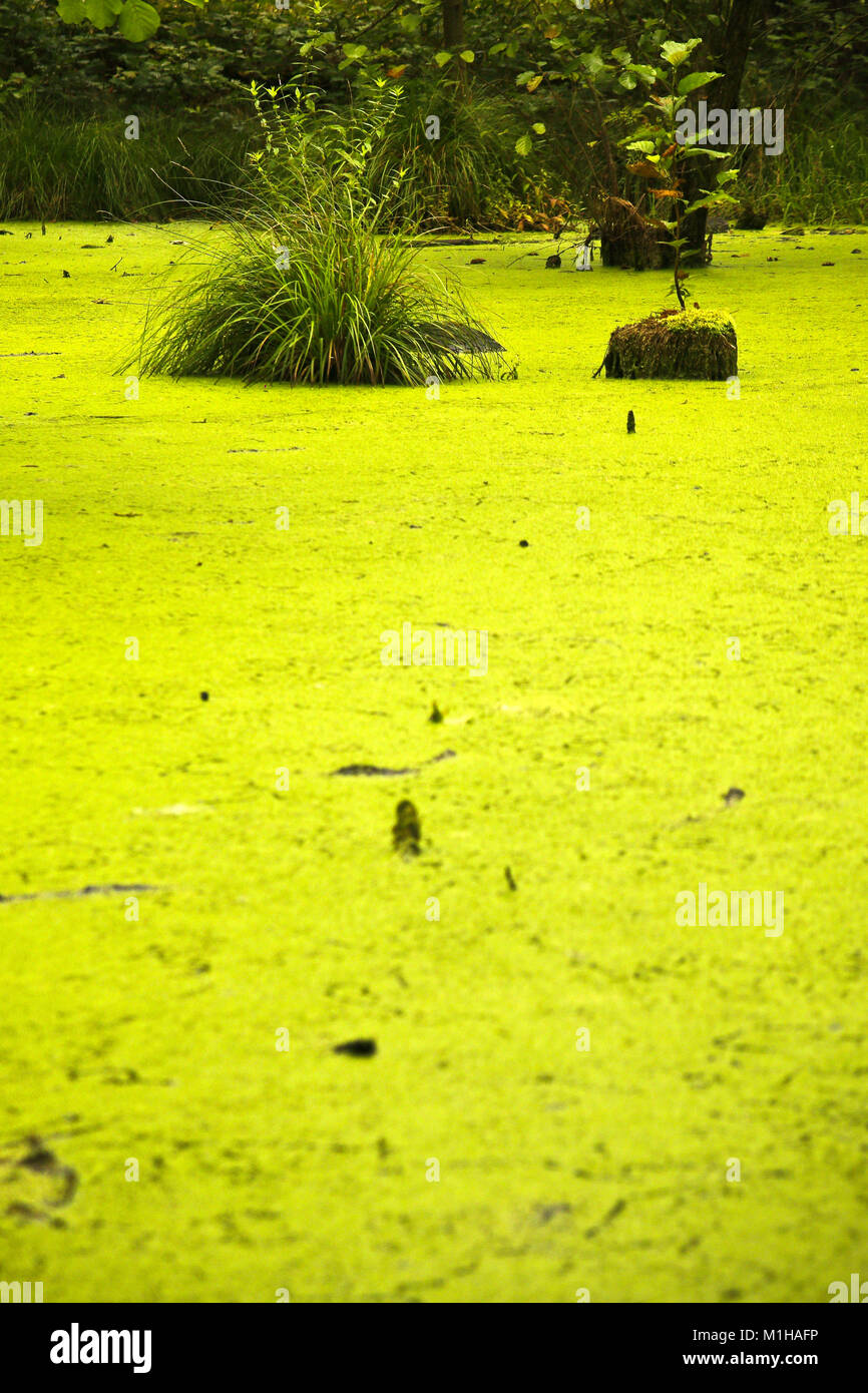 A picture from the lonely swamp deep in the forest Stock Photo - Alamy