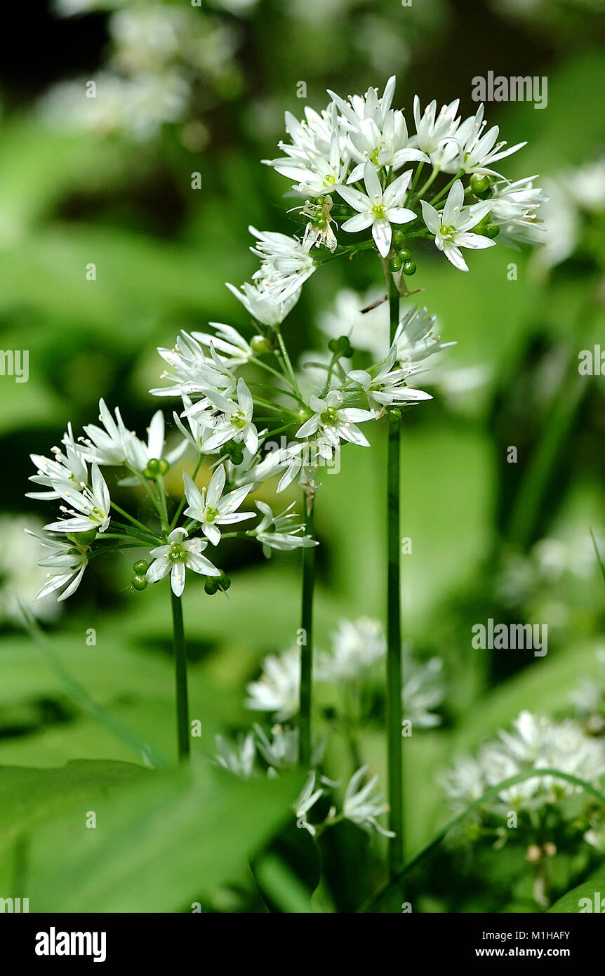 Wild Garlic flowers (Allium ursinum Stock Photo - Alamy