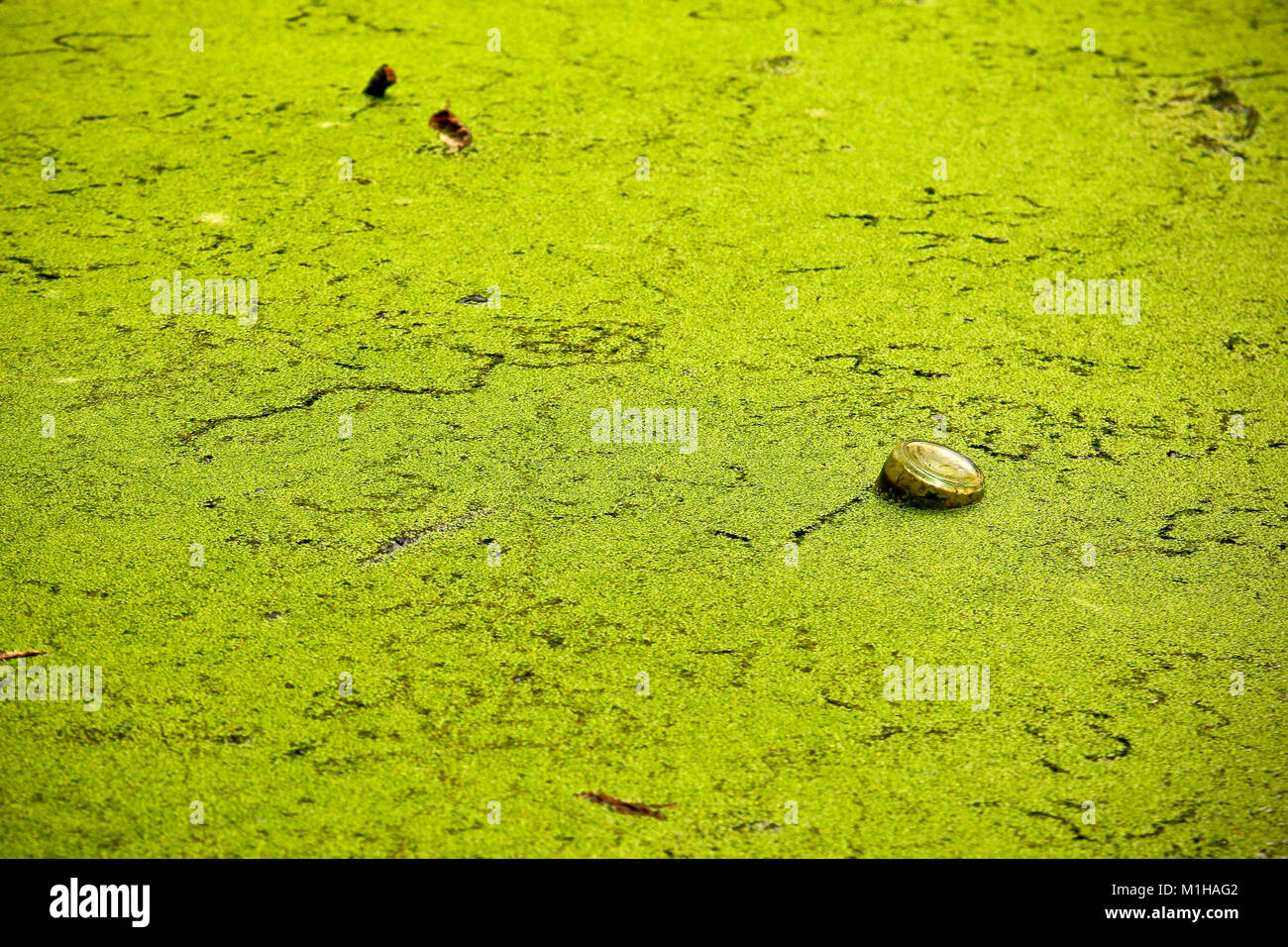 A picture from the lonely swamp deep in the forest Stock Photo - Alamy