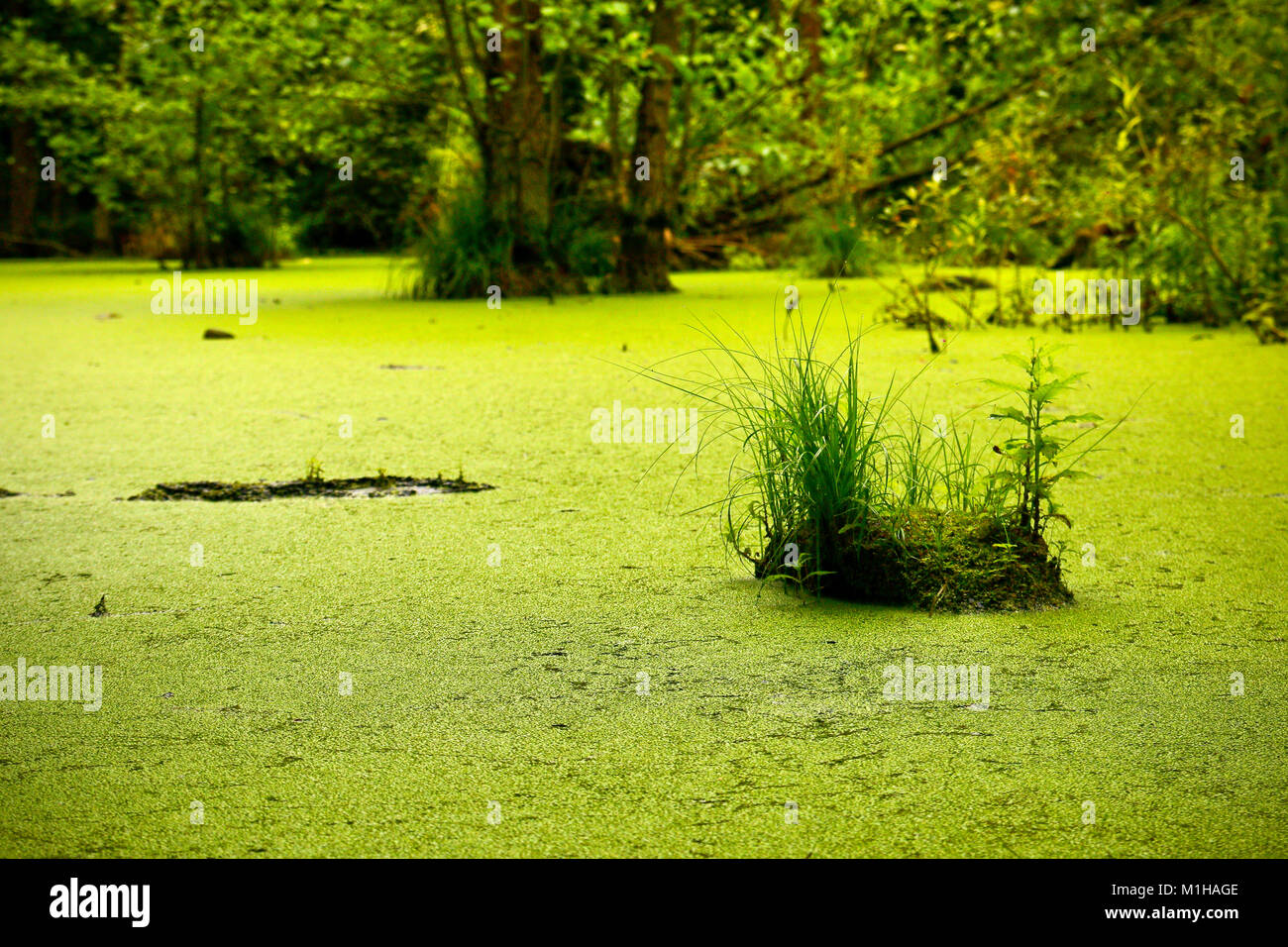 A picture from the lonely swamp deep in the forest Stock Photo - Alamy