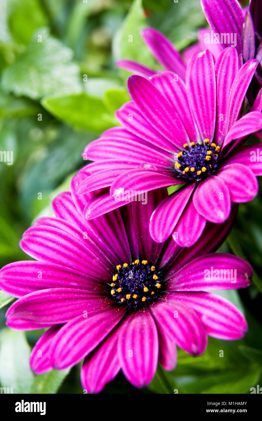 A detail of beautiful pink flower, the African Daisy Stock Photo - Alamy
