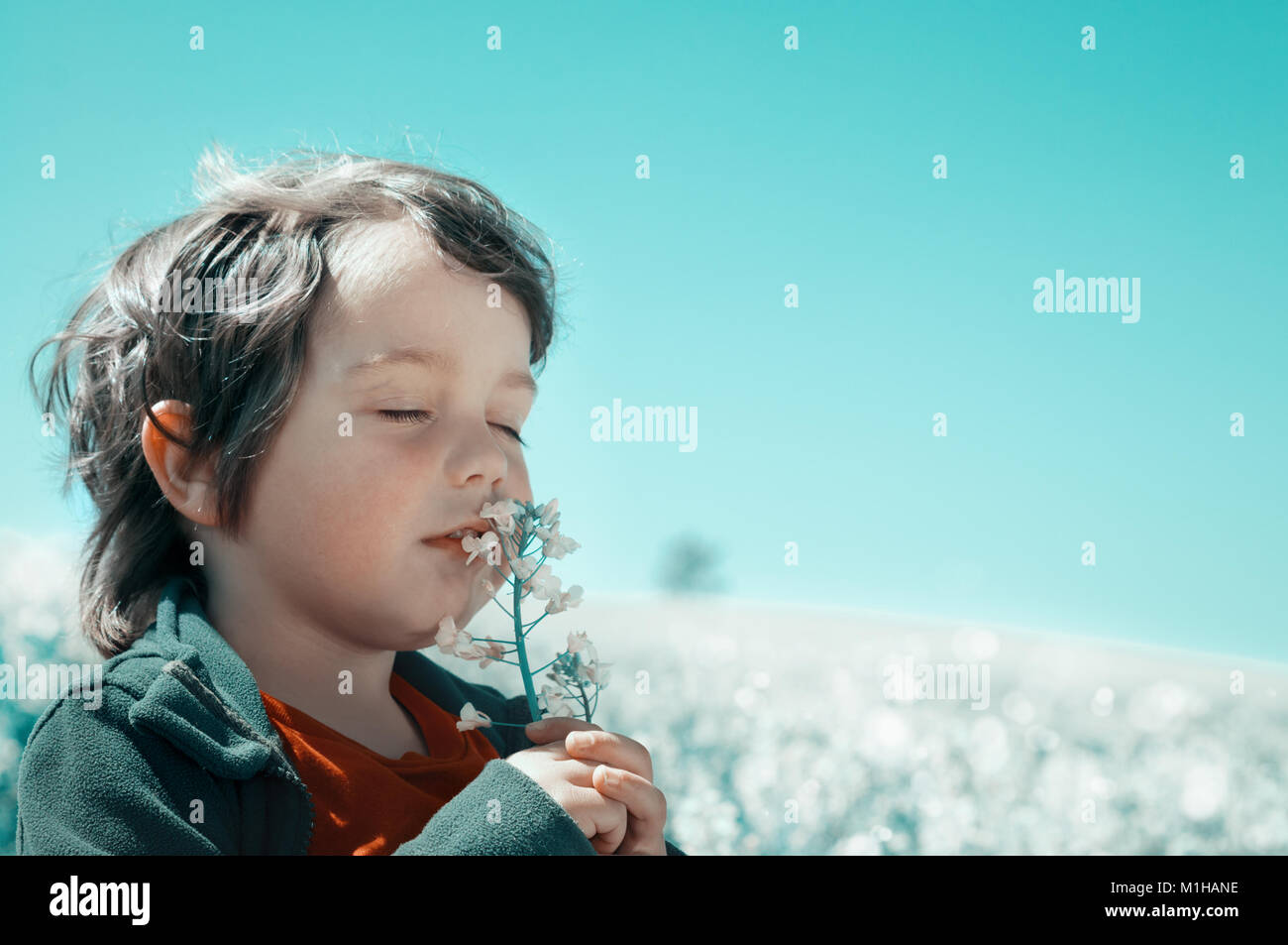 Little boy on the field sniffing a flower Stock Photo - Alamy