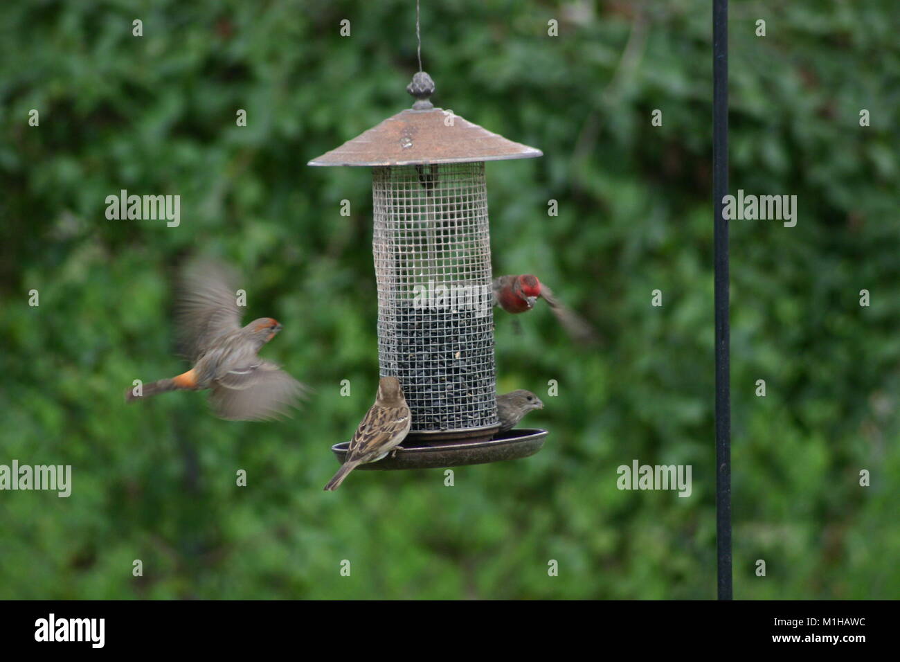 Backyard bird feeder Stock Photo - Alamy