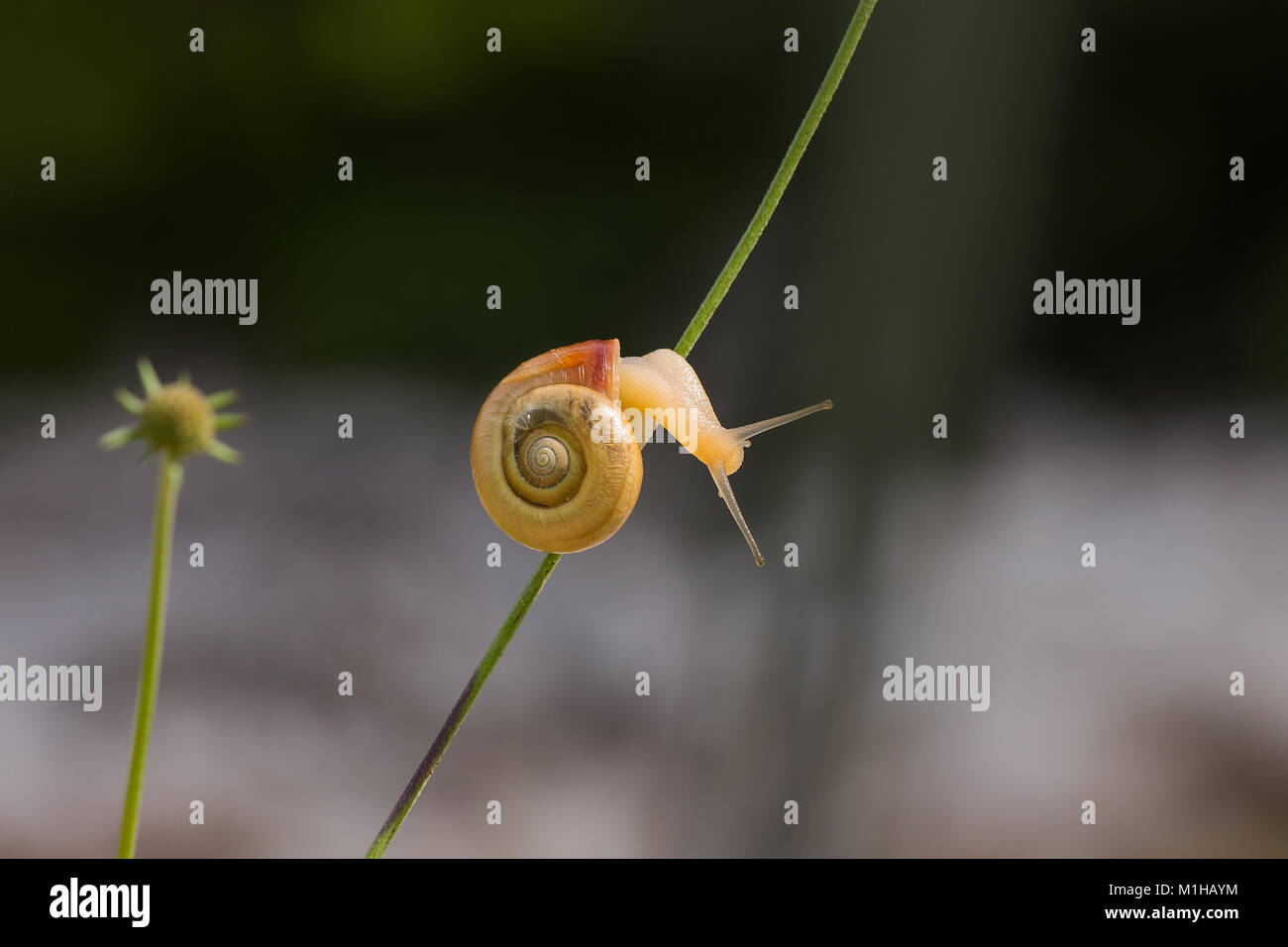 Little brown Snail is crawling on blade of Grass - macro photography ...