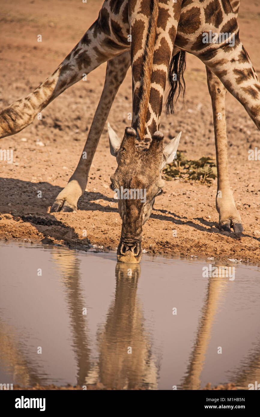 Desert Giraffe at waterhole 2 Stock Photo - Alamy