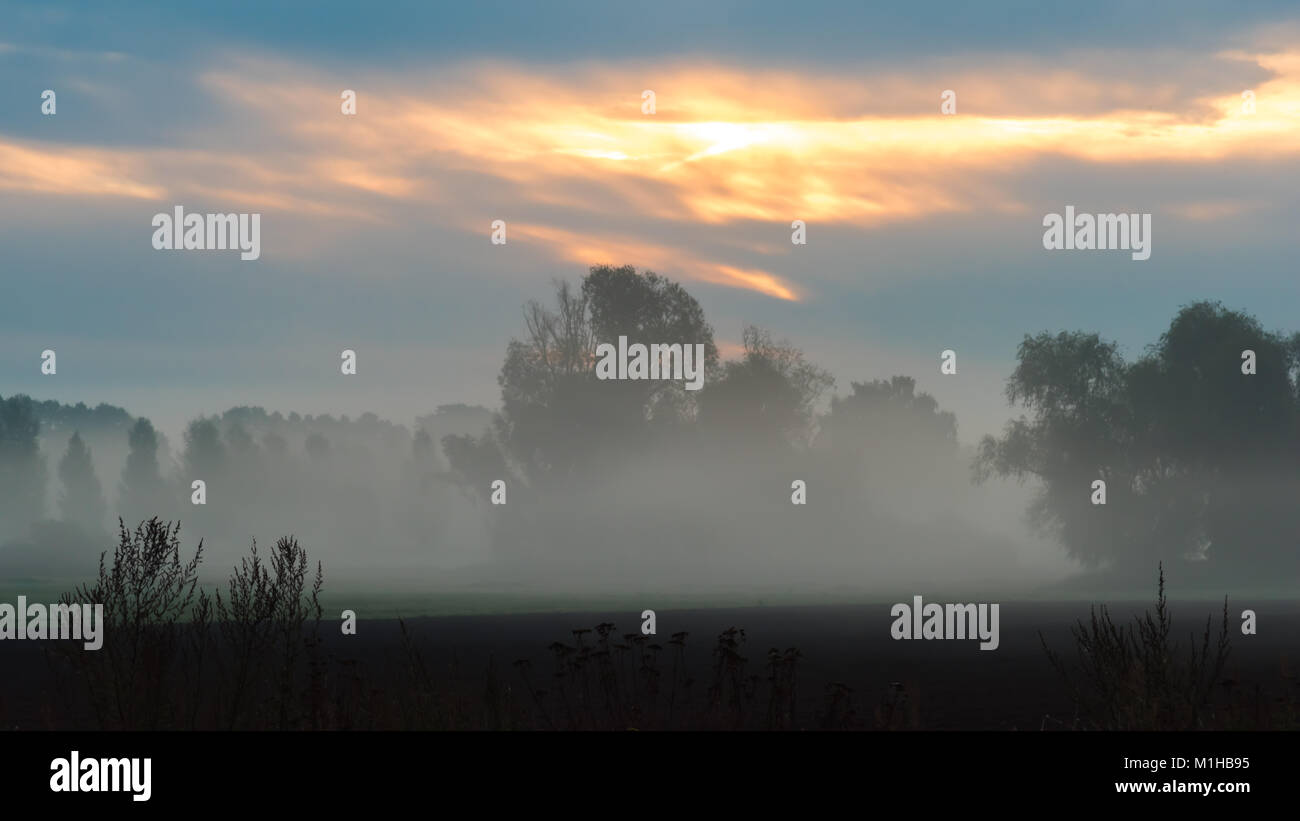 mist at field and forest Stock Photo - Alamy